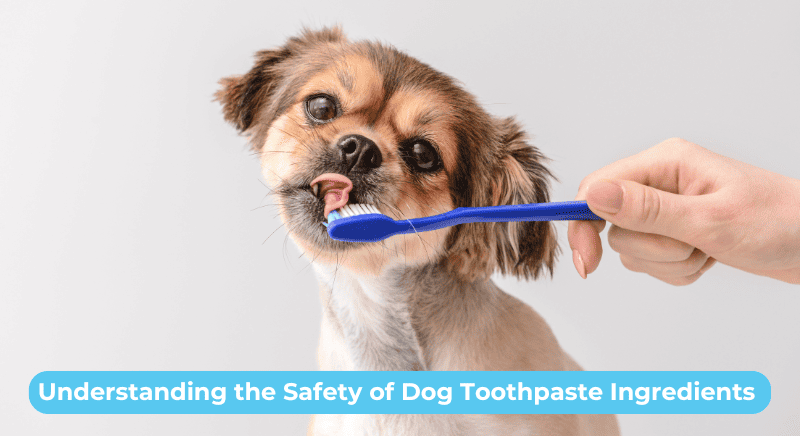 UNDERSTANDING THE SAFETY OF DOG TOOTHPASTE INGREDIENTS – Pawtitas Store