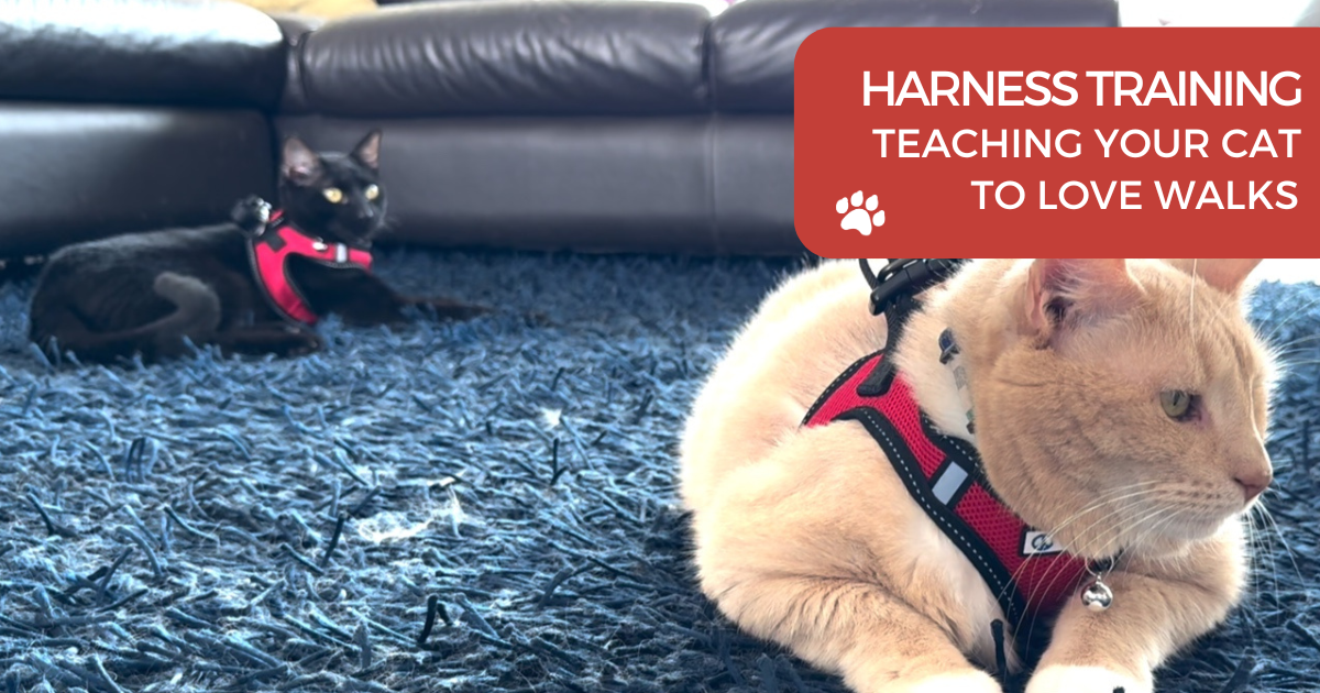 HARNESS TRAINING 101: TEACHING YOUR CAT TO LOVE WALKS – Pawtitas Store